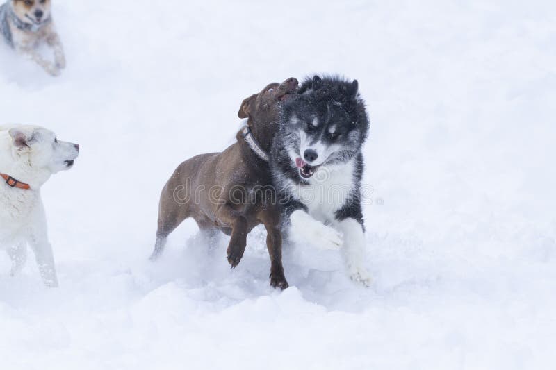 Pack of Dogs Playing in the Winter Snow Stock Image - Image of ...