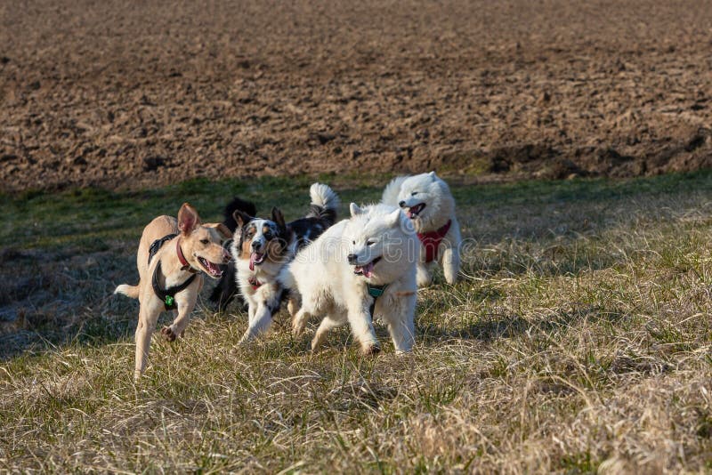 Pack of Dogs Run on a Meadow Stock Photo - Image of behavior, running ...