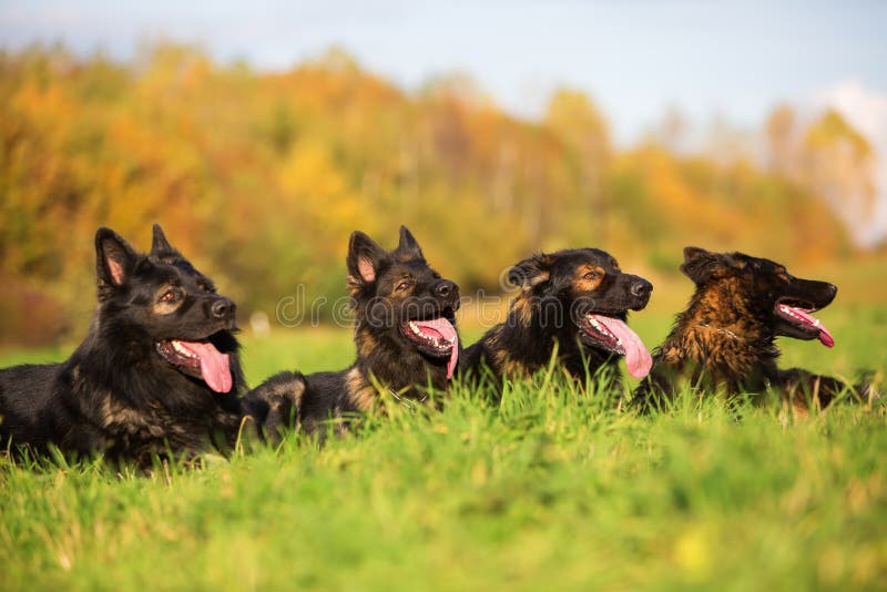 Pack of Dogs Sitting in a Row Stock Image - Image of portrait, meadow ...