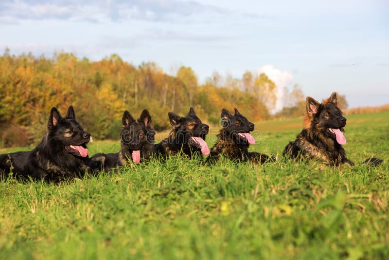 Pack of Dogs Sitting in a Row Stock Photo - Image of shepherd, outdoor ...