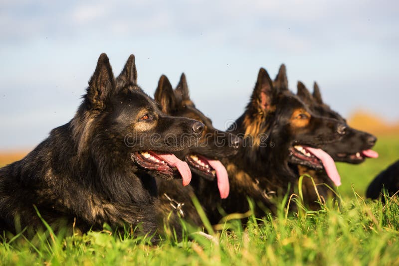 Pack of Dogs Sitting in a Row Stock Photo - Image of meadow, dogs: 80003574