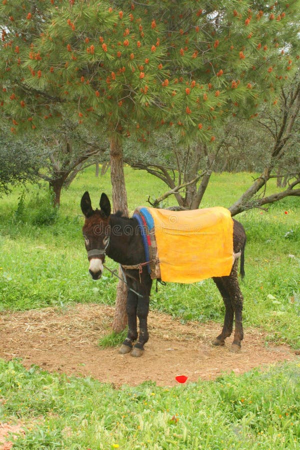Pack donkey tied to tree stock photo. Image of donkey - 62596802