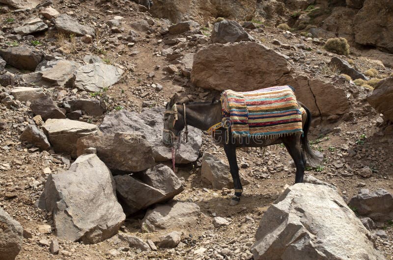Pack Donkey in the Mountain of Morocco Stock Image - Image of carry ...