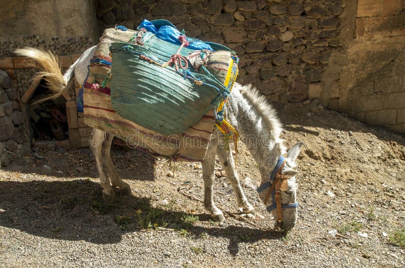 Pack Donkey with Saddle and Bag in Morocco Stock Image - Image of ...