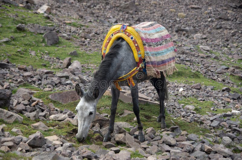 Pack Donkey with Saddle in the Mountain of Morocco Stock Image - Image ...