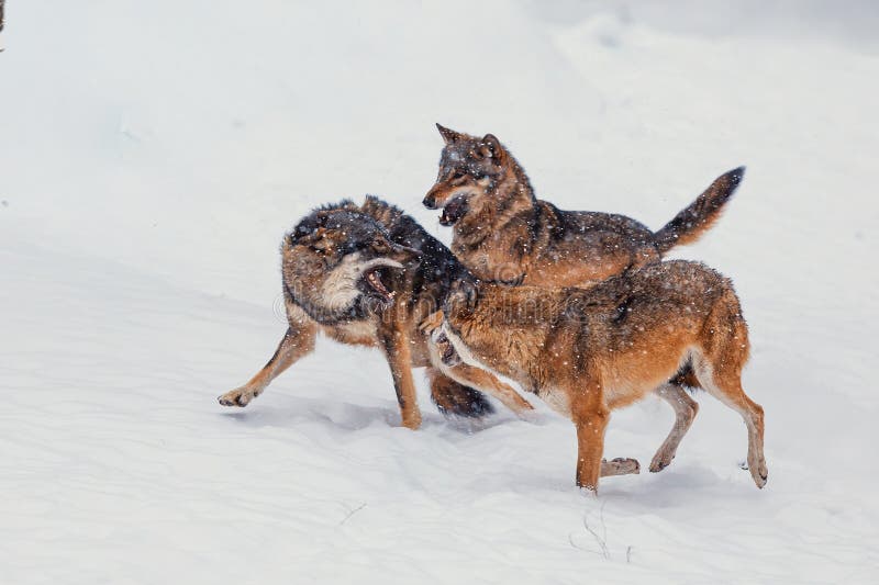 Pack, Eurasian Wolf (Canis Lupus Lupus) they Fight during Snowfall ...
