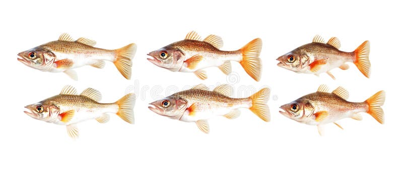 Pack of Fish Set Against Transparent Background for Culinary ...