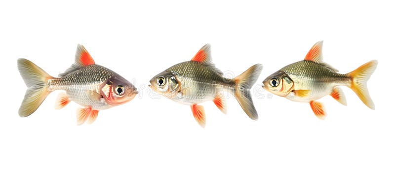 Pack of Fish Set Against Transparent Background for Culinary ...