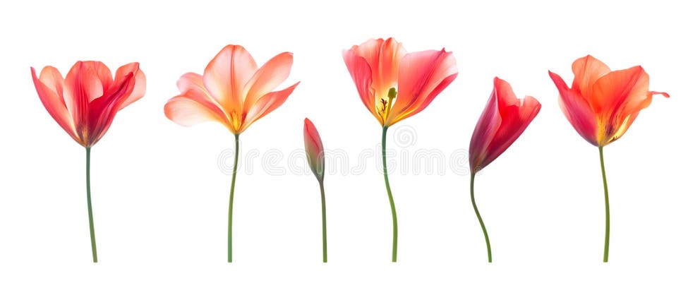 Pack of Flower Set Against Transparent Background for Botanical, Art ...