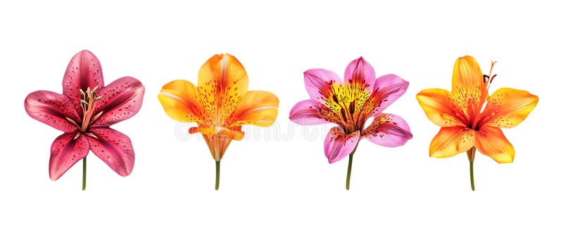 Pack of Flower Set Against Transparent Background for Botanical, Art ...