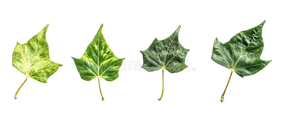 Pack of Four Stages of Leaf Development Set Against Transparent ...