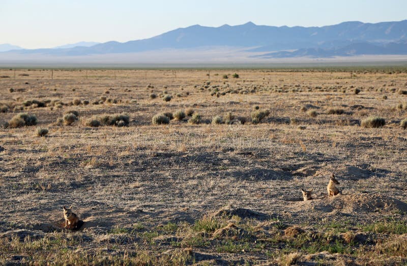 Pack of foxes stock image. Image of romantic, ears, sand - 230795655