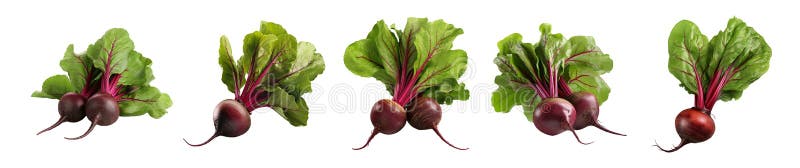 Pack of Fresh Red Beets on Transparent Background Stock Illustration ...
