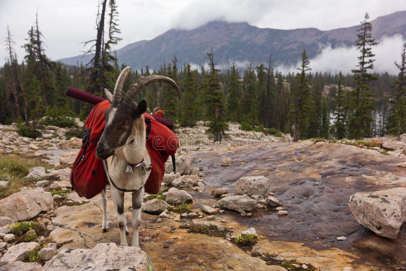Pack Goat stock photo. Image of backpacking, pack, goat - 51337032