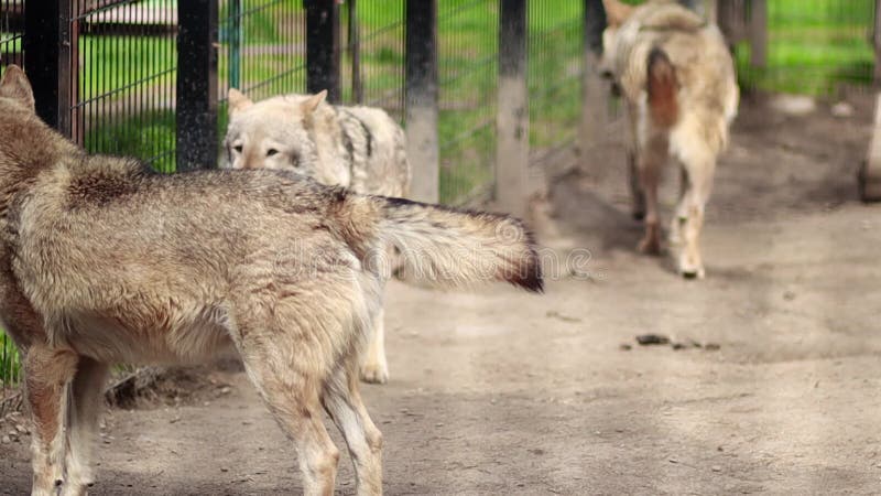 A Pack of Gray Wolves Runs Around the Zoo Enclosure, Selective Focus ...