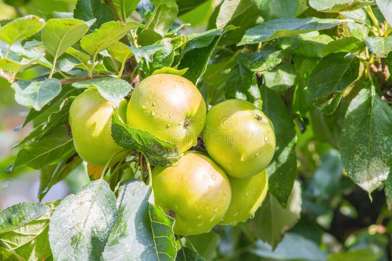 Pack of Green Apples on Tree Stock Photo - Image of autumn, food: 76688404