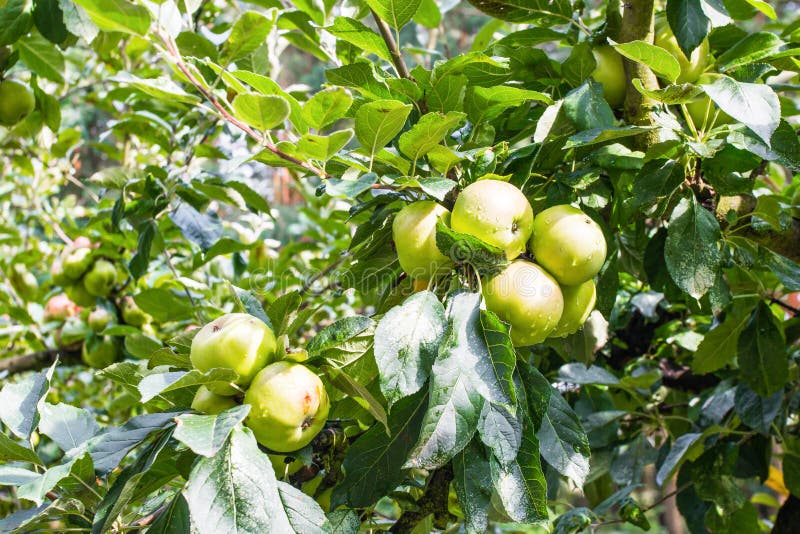 Pack of Green Apples on Tree Stock Photo - Image of plant, branch: 76688410