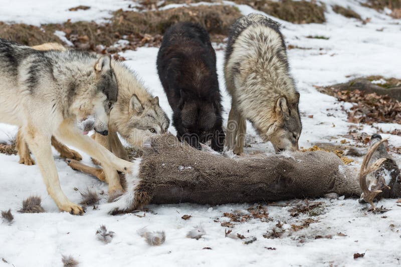 Pack of Grey Wolves Canis Lupus Pull and Feed at White-Tail Deer ...