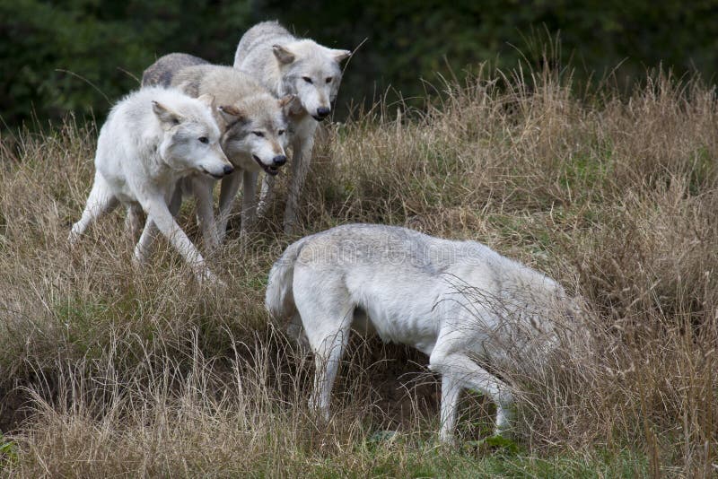 Group of European Gray Wolves Stock Photo - Image of predator, wolves ...