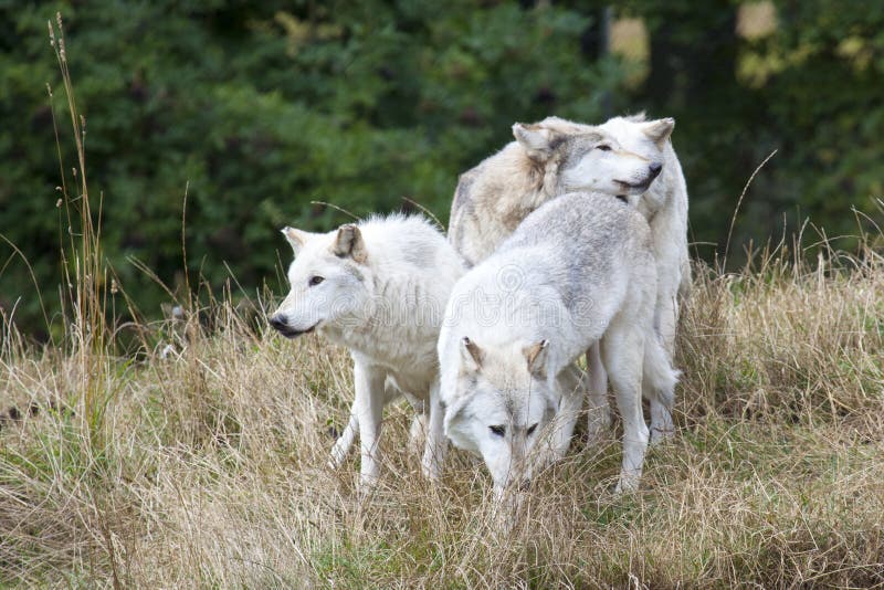 Pack of Grey Wolves stock image. Image of carnivorous - 43751693