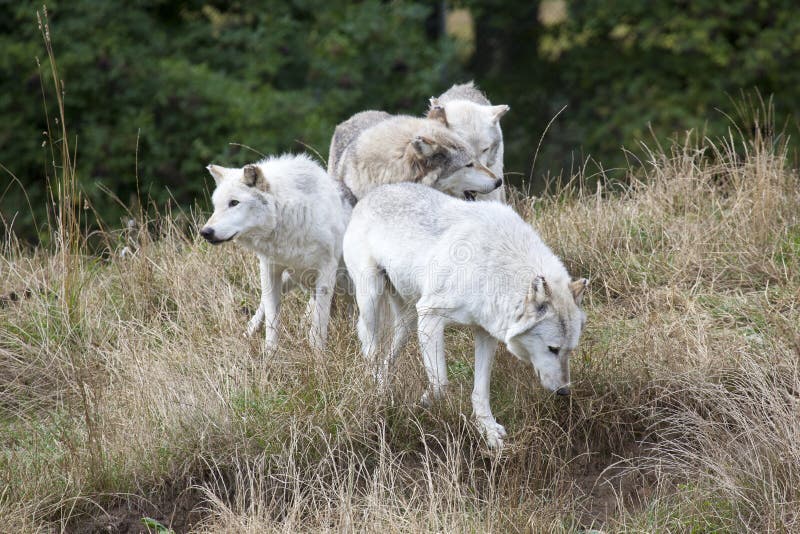 Pack of Grey Wolves Canis Lupus Pull and Feed at White-Tail Deer ...