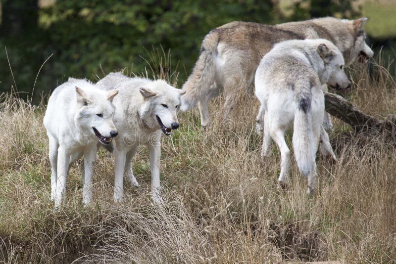 Pack of Grey Wolves Canis Lupus Pull and Feed at White-Tail Deer ...