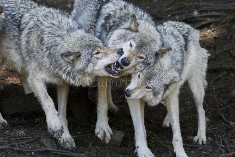 A Pack of Grey Wolves Play Together in the Forest Stock Image - Image ...