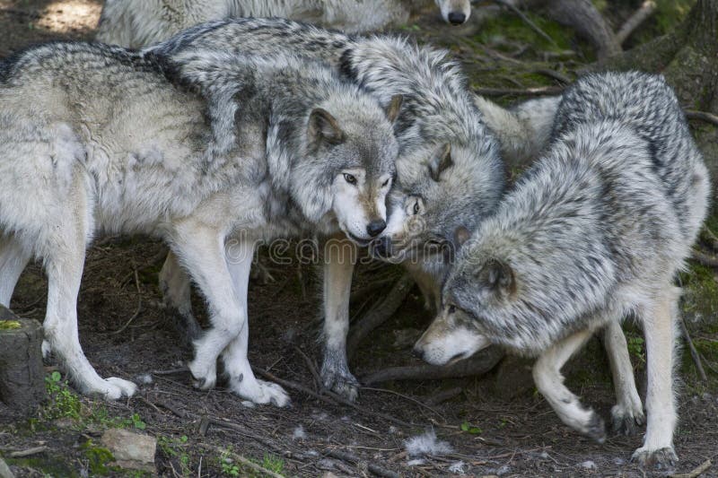 A Pack of Grey Wolves Play Together in the Forest Stock Image - Image ...