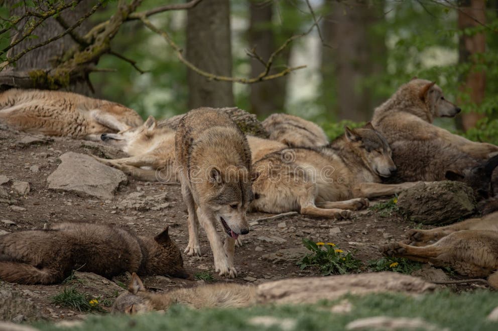 Pack of Grey Wolves Resting in the Woods. Stock Image - Image of ...