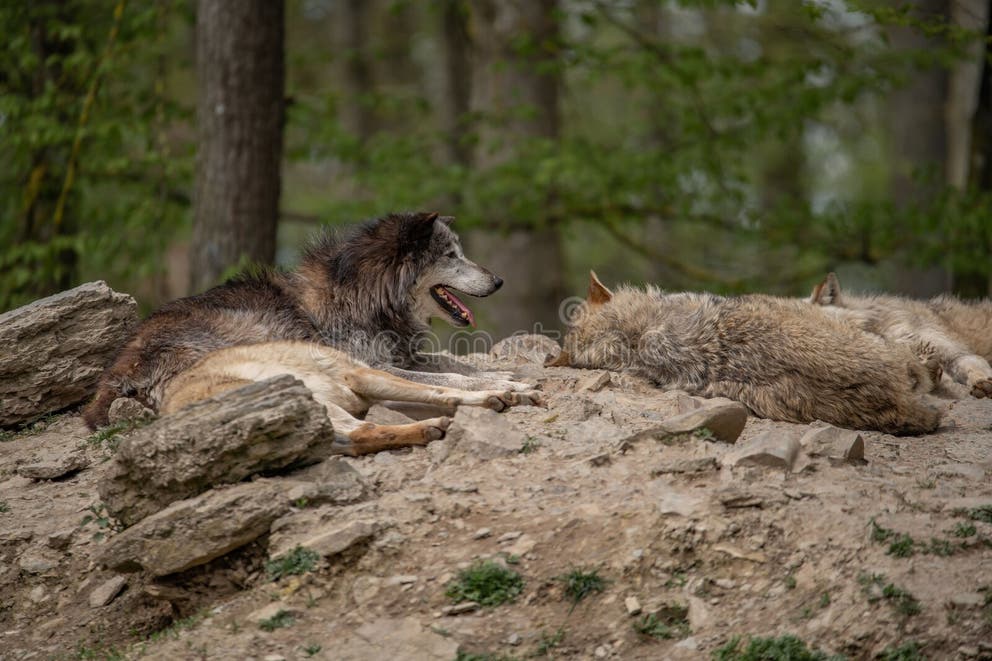 Pack of Grey Wolves Resting in the Woods. Stock Image - Image of ...