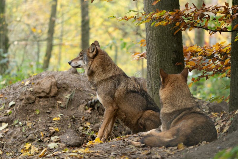 Pack of Grey Wolves Two Resting in a Forest Stock Image - Image of ...