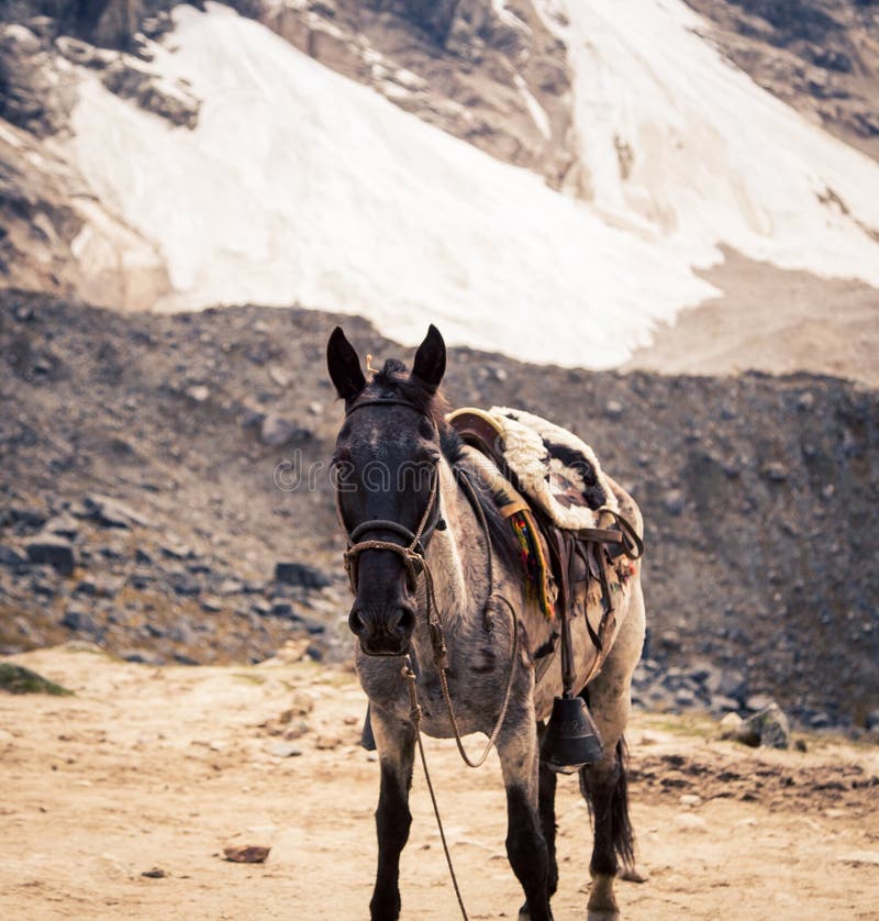 Pack Horse in the Andes Mountain Stock Image - Image of scenic, andes ...