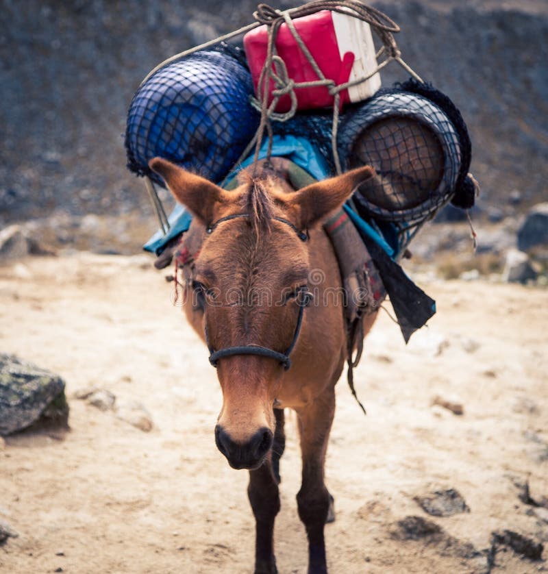 Pack Horse in the Andes Mountain Stock Image - Image of horse, mammal ...