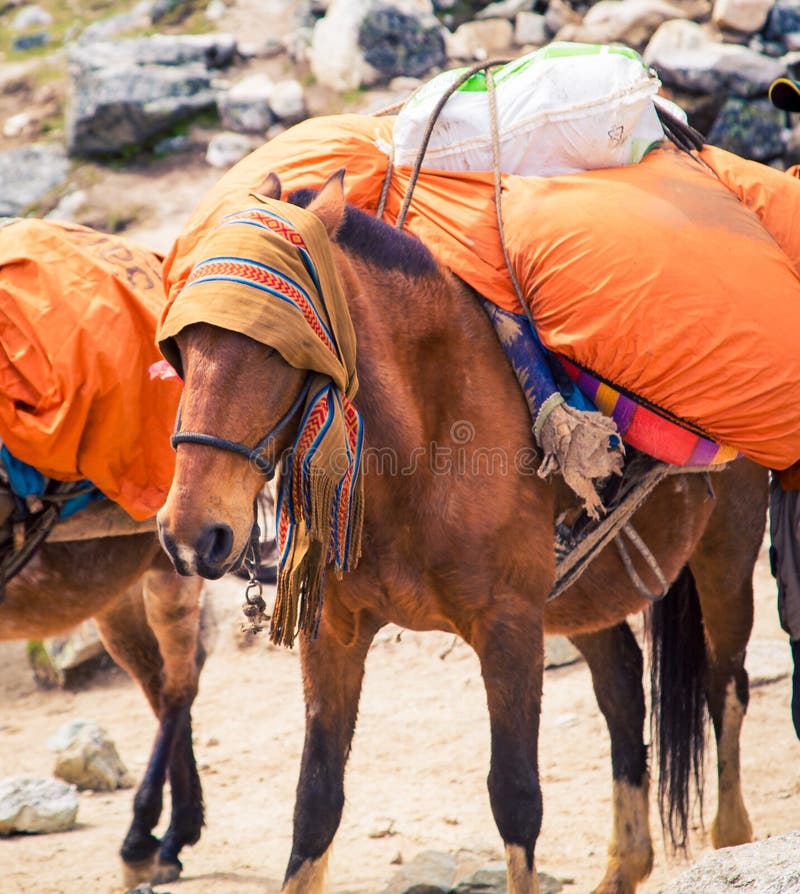 Packing horses in Peru stock image. Image of pack, carrying - 132695997