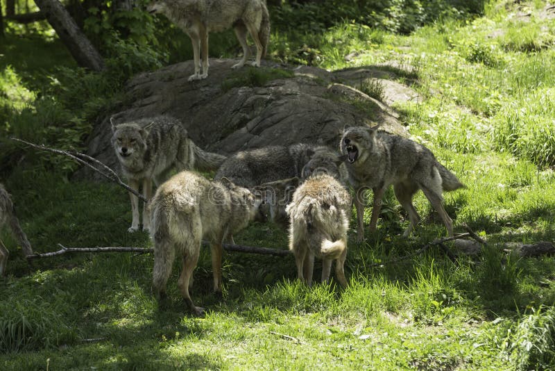 A pack of howling Coyotes stock photo. Image of moon - 41225778