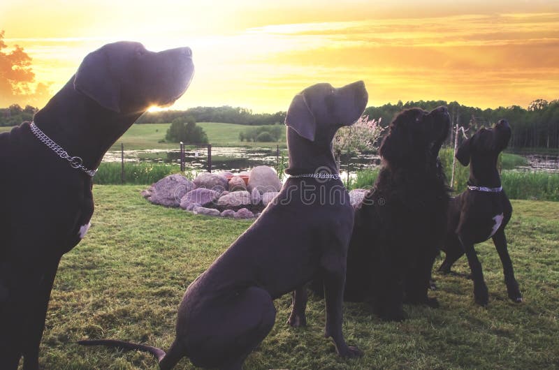 A pack of huge dogs stock image. Image of grass, newfoundland - 81509015