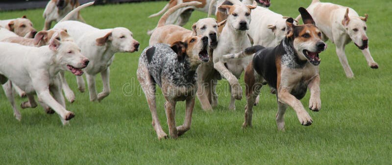 Pack of Hunting Hounds. stock photo. Image of rural, park - 81646872