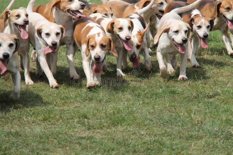 Pack of Hunting Hounds. stock photo. Image of rural, park - 81646872