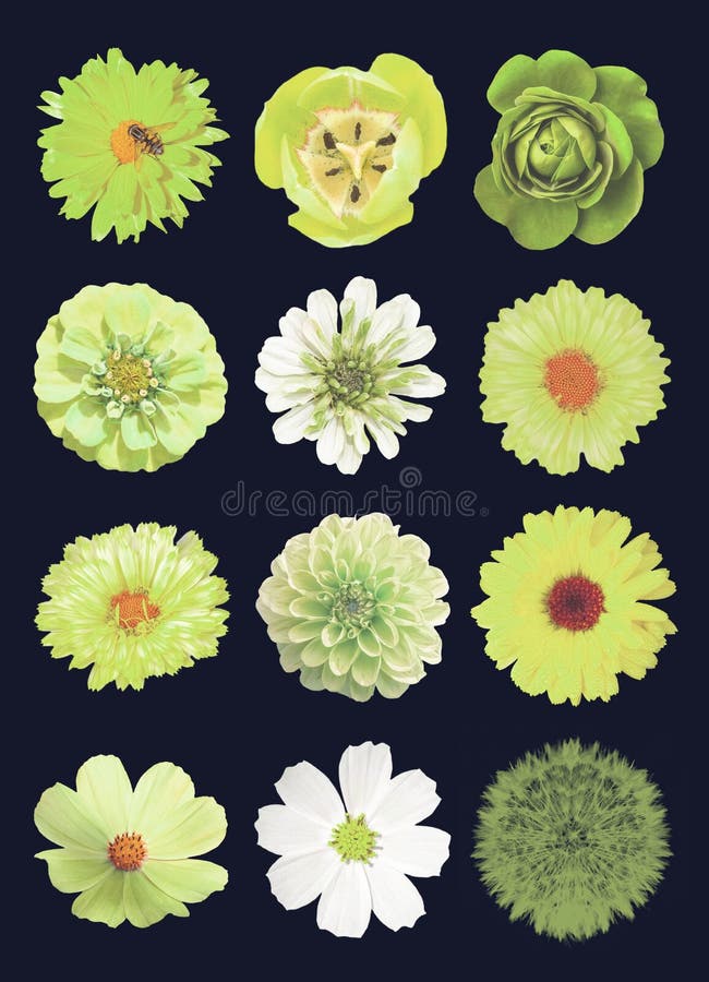Pack of 12 Light-green Flowers Isolated Dark-blue Background Macro ...