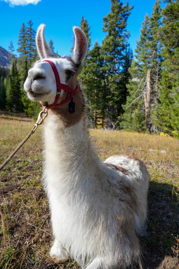 Pack Llama Relaxes in a Meadow in Wyoming. Sitting and Wearing a Leash ...