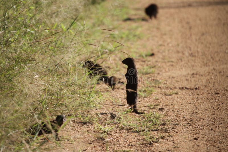 Pack of Mongoose in the Wild Stock Image - Image of outdoor, pack ...