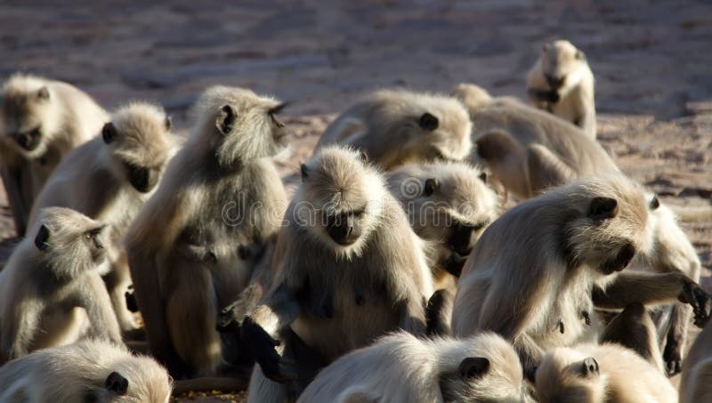 Pack of Monkeys Langurs Actively Feeds on Scattered Nuts Stock Photo ...