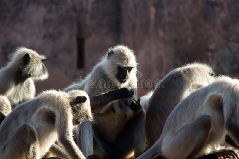 Pack of Monkeys Langurs Actively Feeds on Scattered Nuts Stock Photo ...