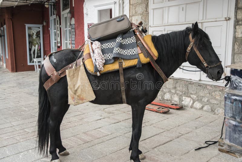 A pack mule closeup stock image. Image of europe, rest - 262853911