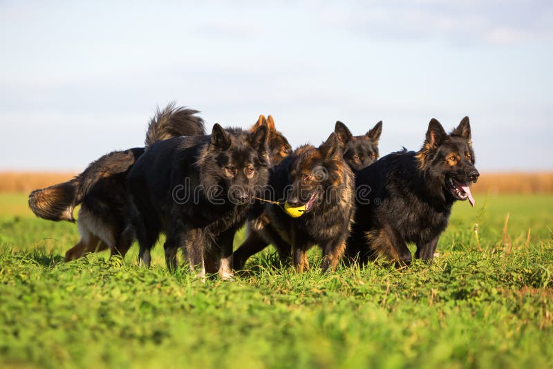 Pack of Old German Shepherd Dogs Stock Image - Image of german, battle ...