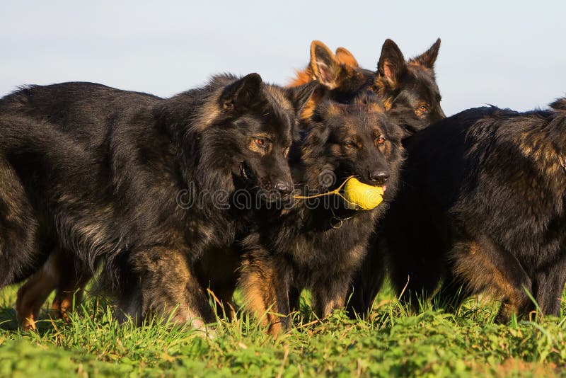 Pack of Old German Shepherd Dogs Stock Photo - Image of pack, contest ...
