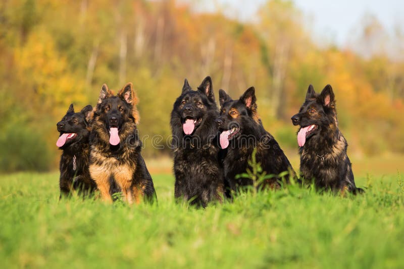 Pack of Old German Shepherd Dogs Stock Image - Image of animal, sitting ...