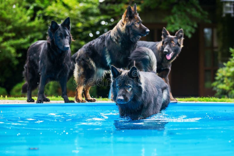 Pack of Old German Shepherd Dogs at the Pool Stock Photo - Image of ...