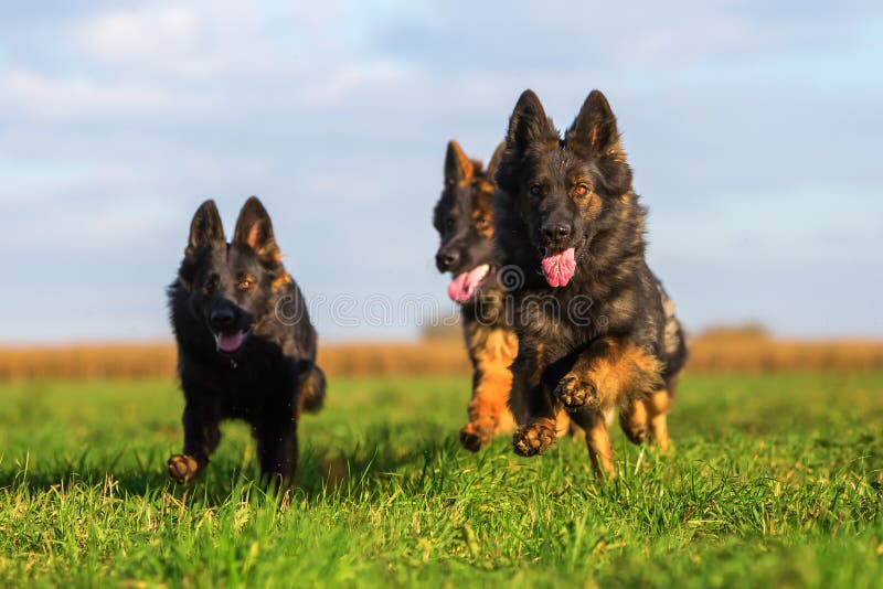 Pack of Old German Shepherd Dogs Stock Image - Image of outdoor, fight ...