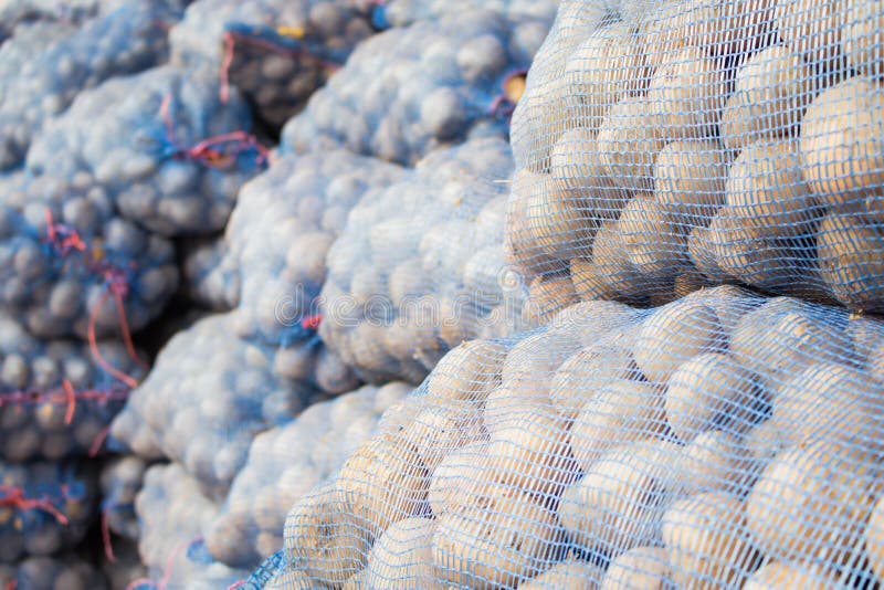 Pack of potatoes stock photo. Image of food, farming - 66690990
